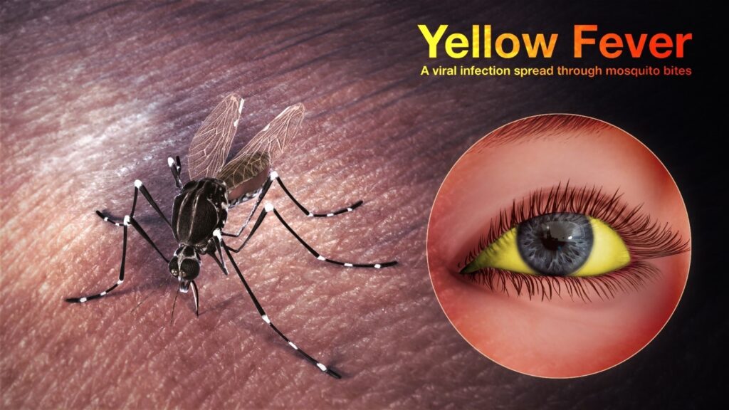 Tanzania Yellow Fever Requirements - K & G Tanzania Travel Specialist
